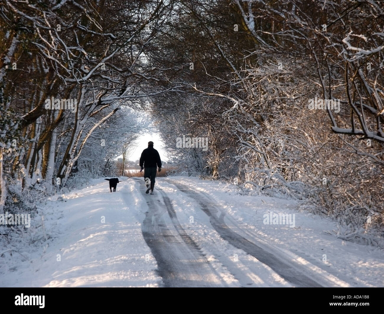 Man walking dogs down a country lane hi-res stock photography and ...
