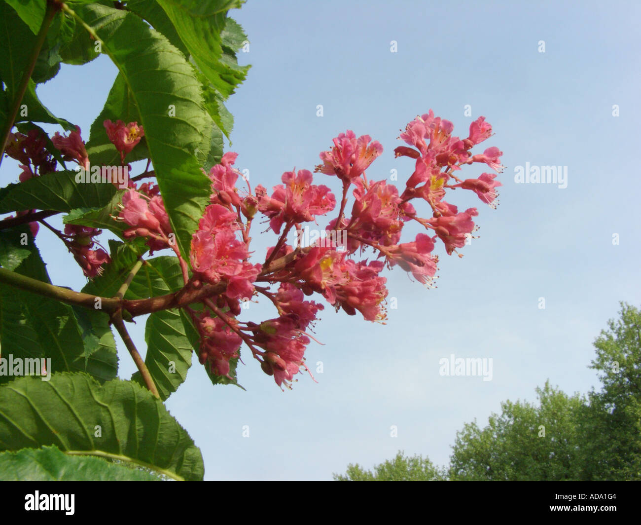 red horse chestnut, pink horse chestnut (Aesculus x carnea (Aesculus ...