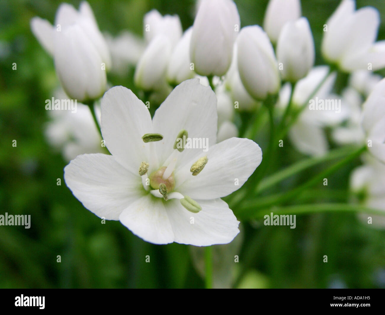 three-cornered leek (Allium triquetrum), flower Stock Photo - Alamy