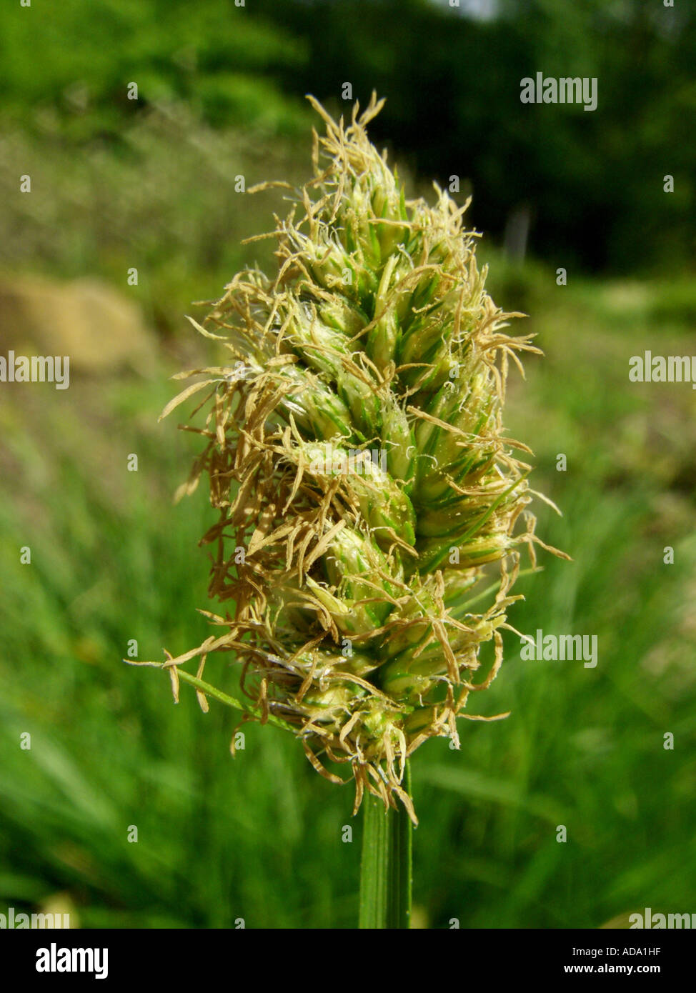 Fox sedges hi-res stock photography and images - Alamy