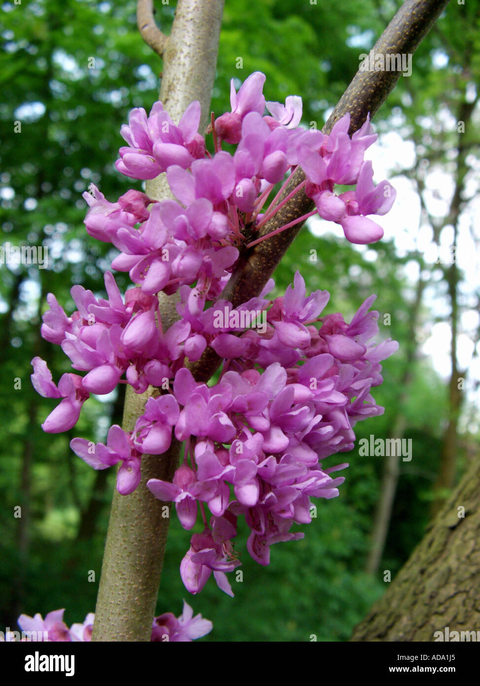 North America red bud (Cercis canadensis), cauliflore flowers Stock ...
