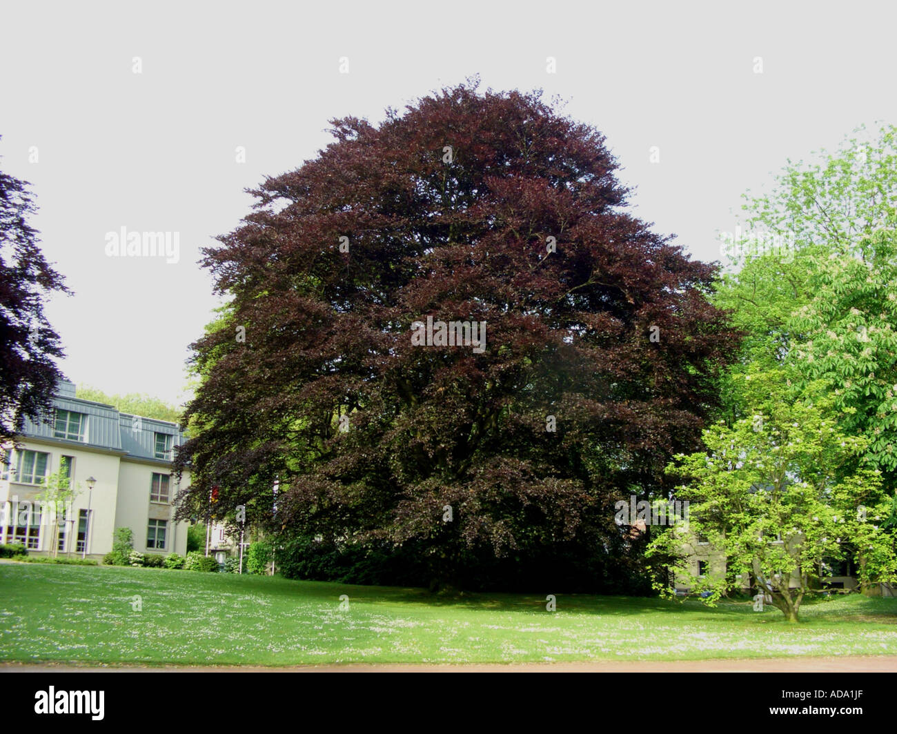 copper beech (Fagus sylvatica var. purpurea, Fagus sylvatica ...