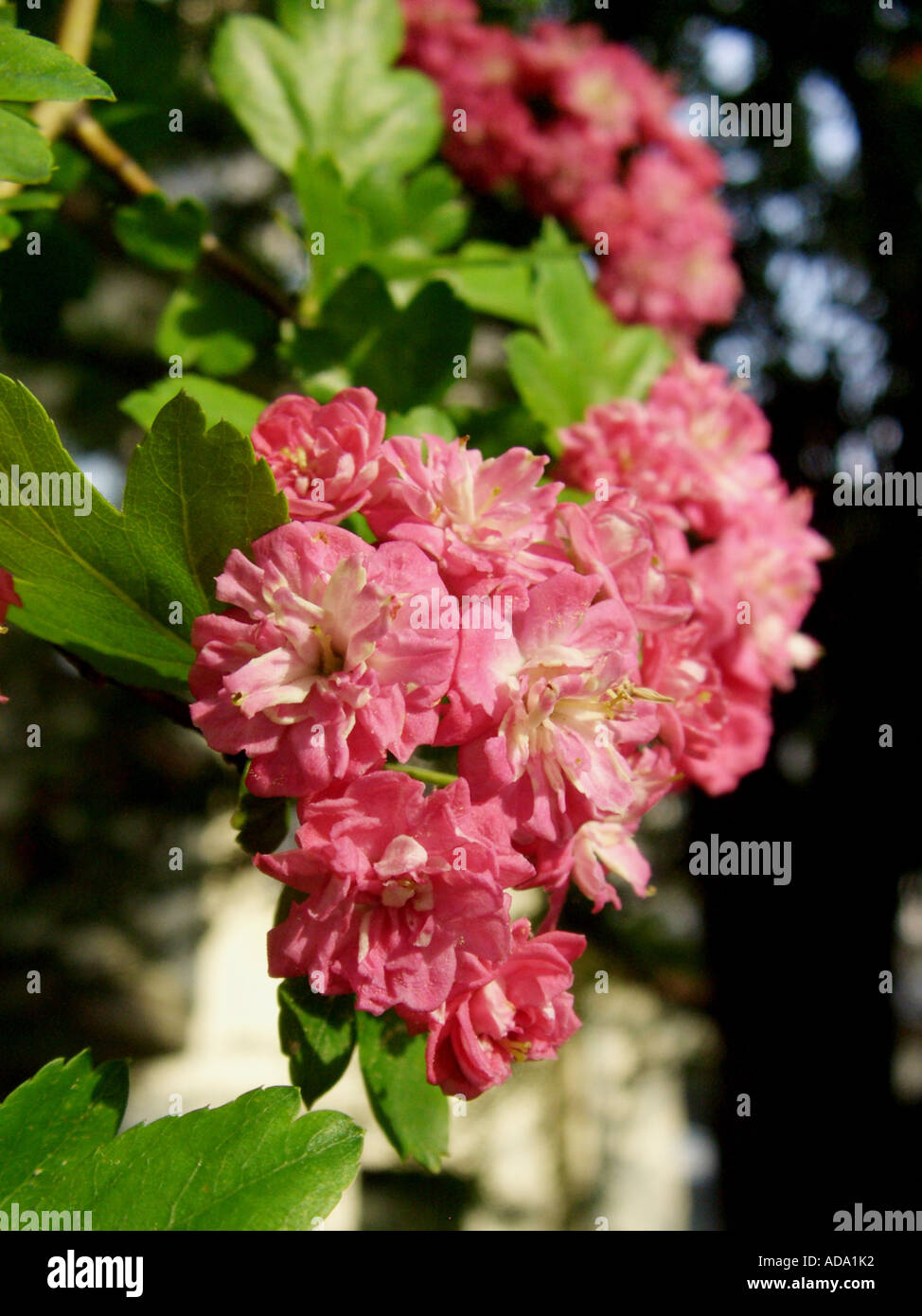 English hawthorn, midland hawthorn (Crataegus laevigata 'Paul's ...