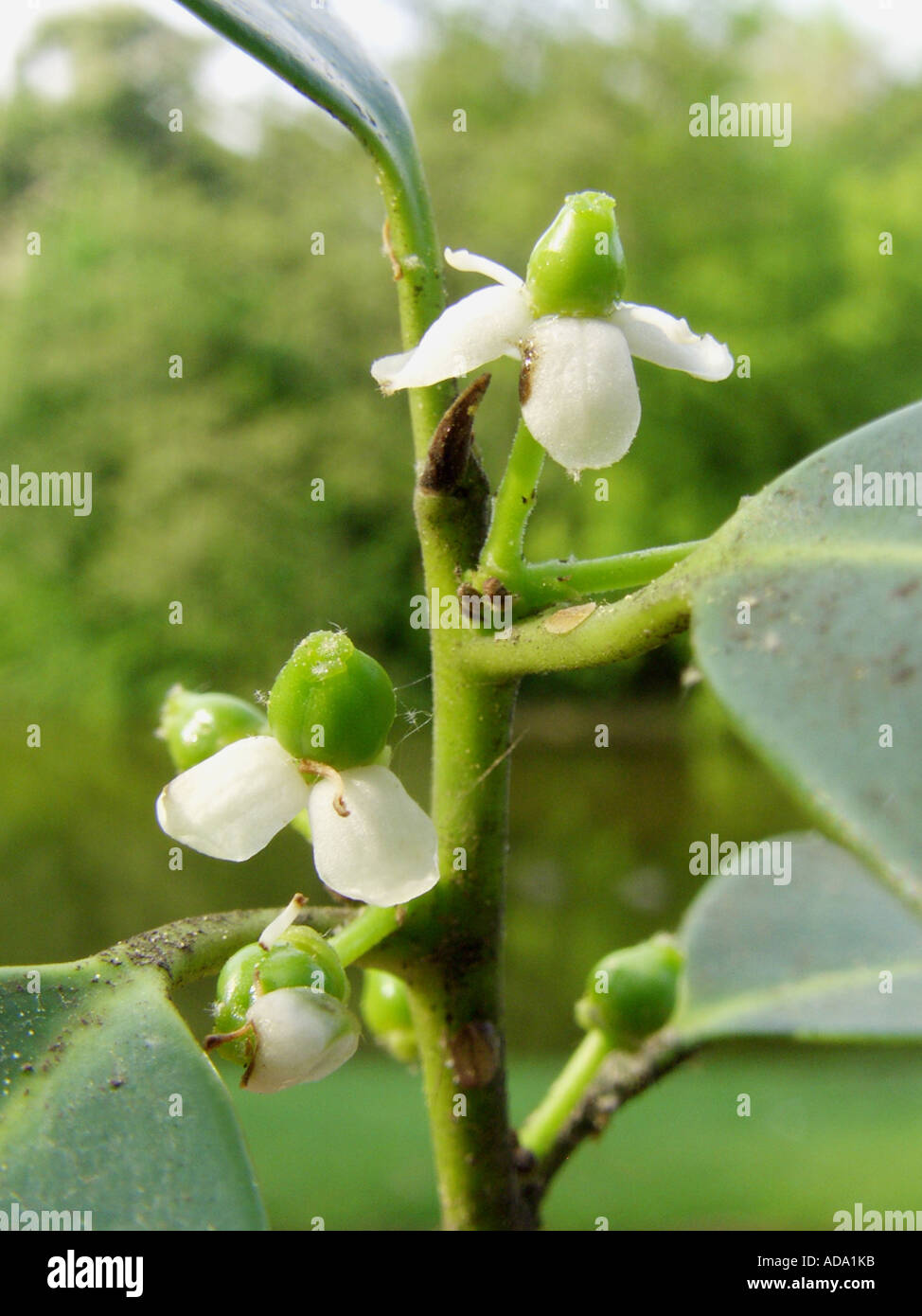 common holly, English holly (Ilex aquifolium), flowers Stock Photo - Alamy