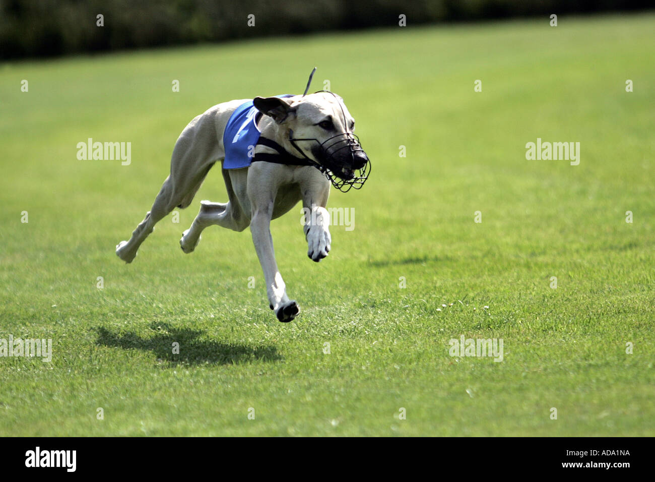 Greyhound running lawn hi-res stock photography and images - Alamy