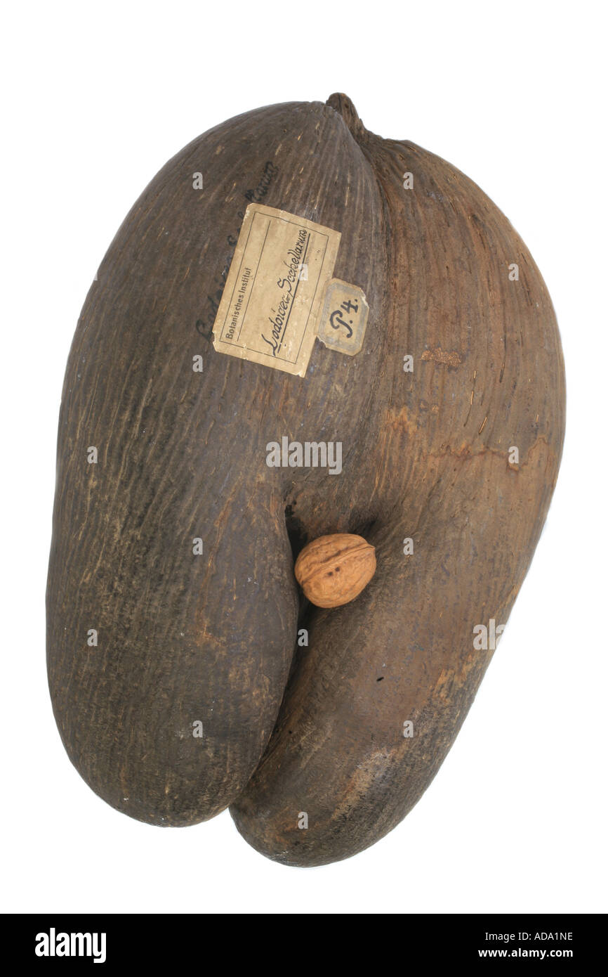 Coco de mer palms (lodoicea maldivica) Cut Out Stock Images & Pictures ...