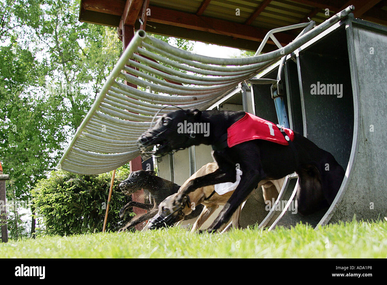 Racing whippet hi-res stock photography and images - Alamy