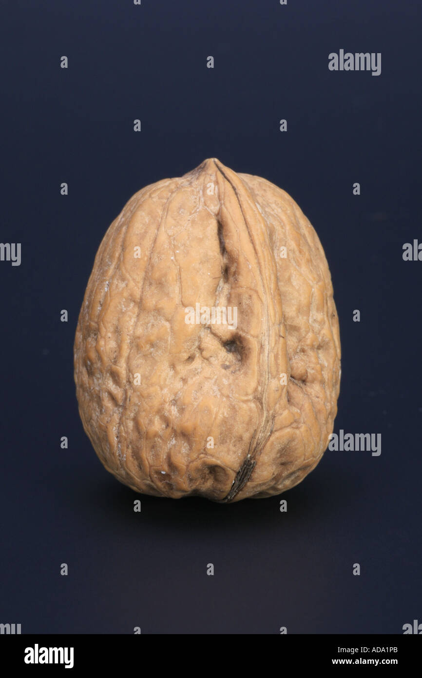 walnut (Juglans regia), nut Stock Photo - Alamy