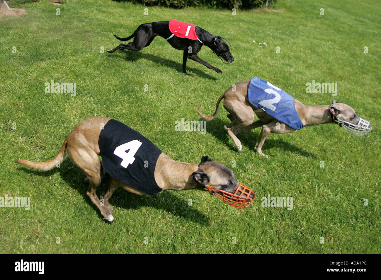 Whippet (Canis lupus f. familiaris), during a race, Germany Stock Photo ...
