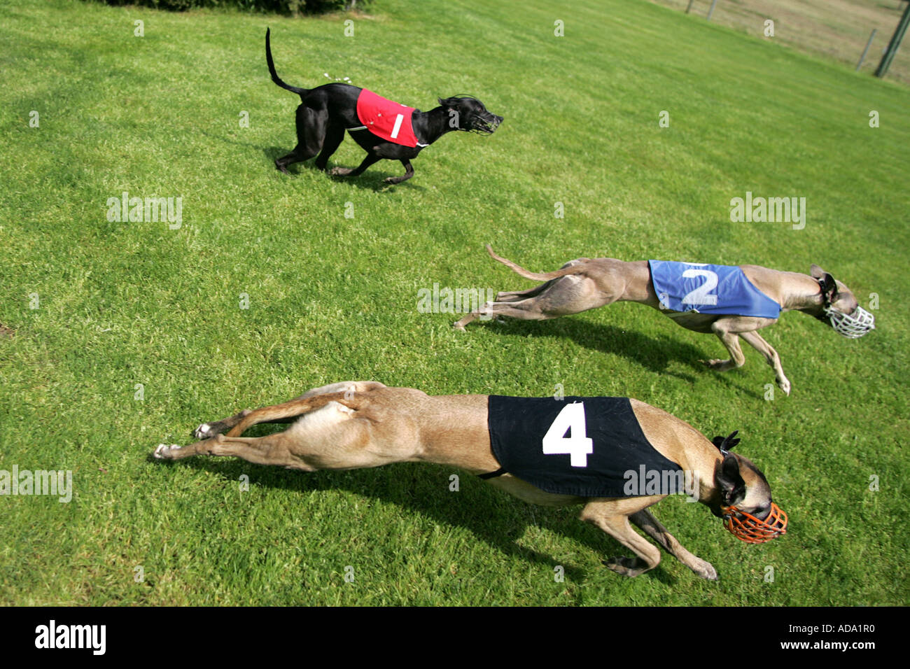 Whippet (Canis lupus f. familiaris), during a race, Germany Stock Photo ...