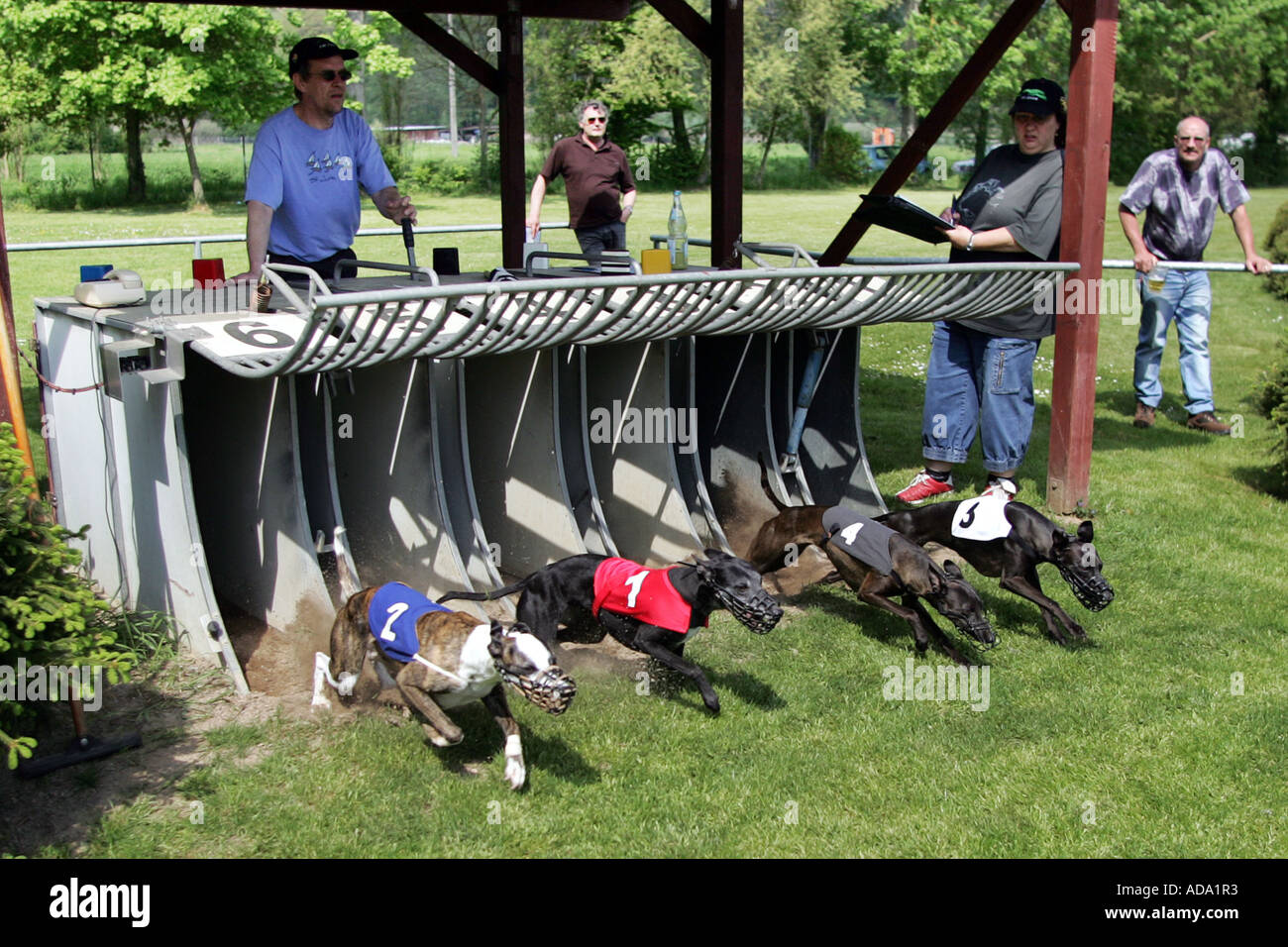Whippet (Canis lupus f. familiaris), racing start, Germany Stock Photo ...