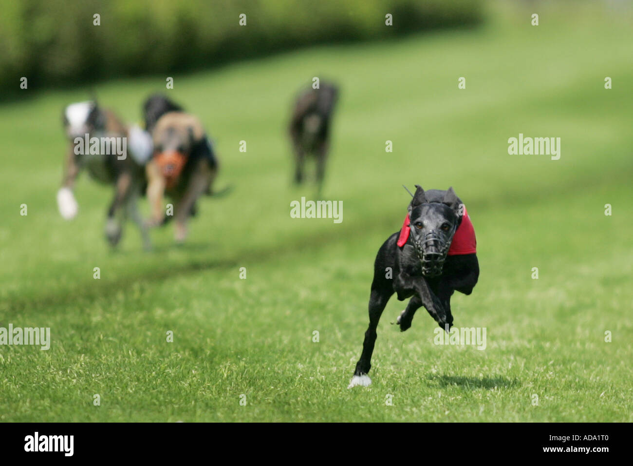 Whippet (Canis lupus f. familiaris), at race, Germany Stock Photo - Alamy