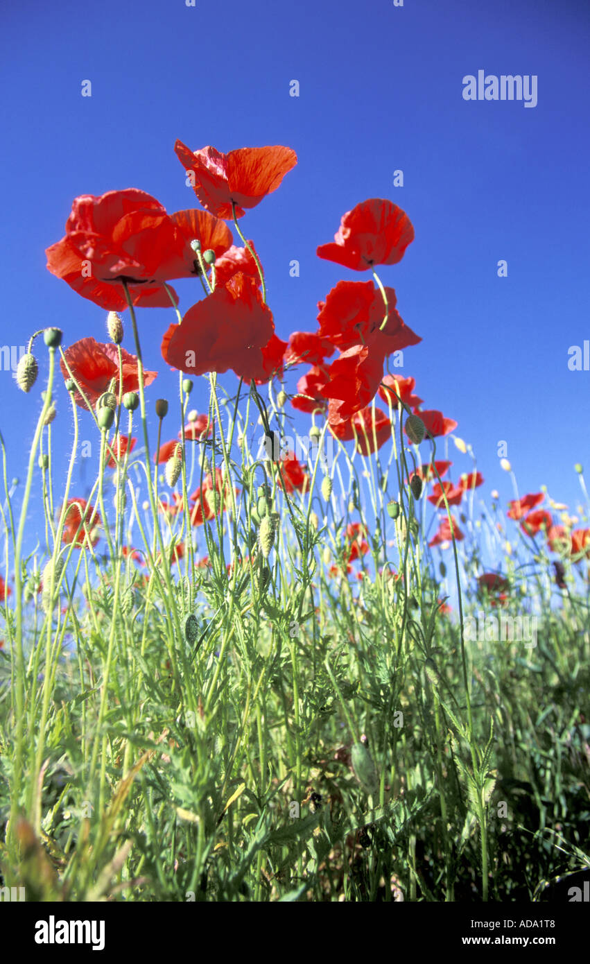 common poppy, corn poppy, red poppy (Papaver rhoeas), commom poppy ...