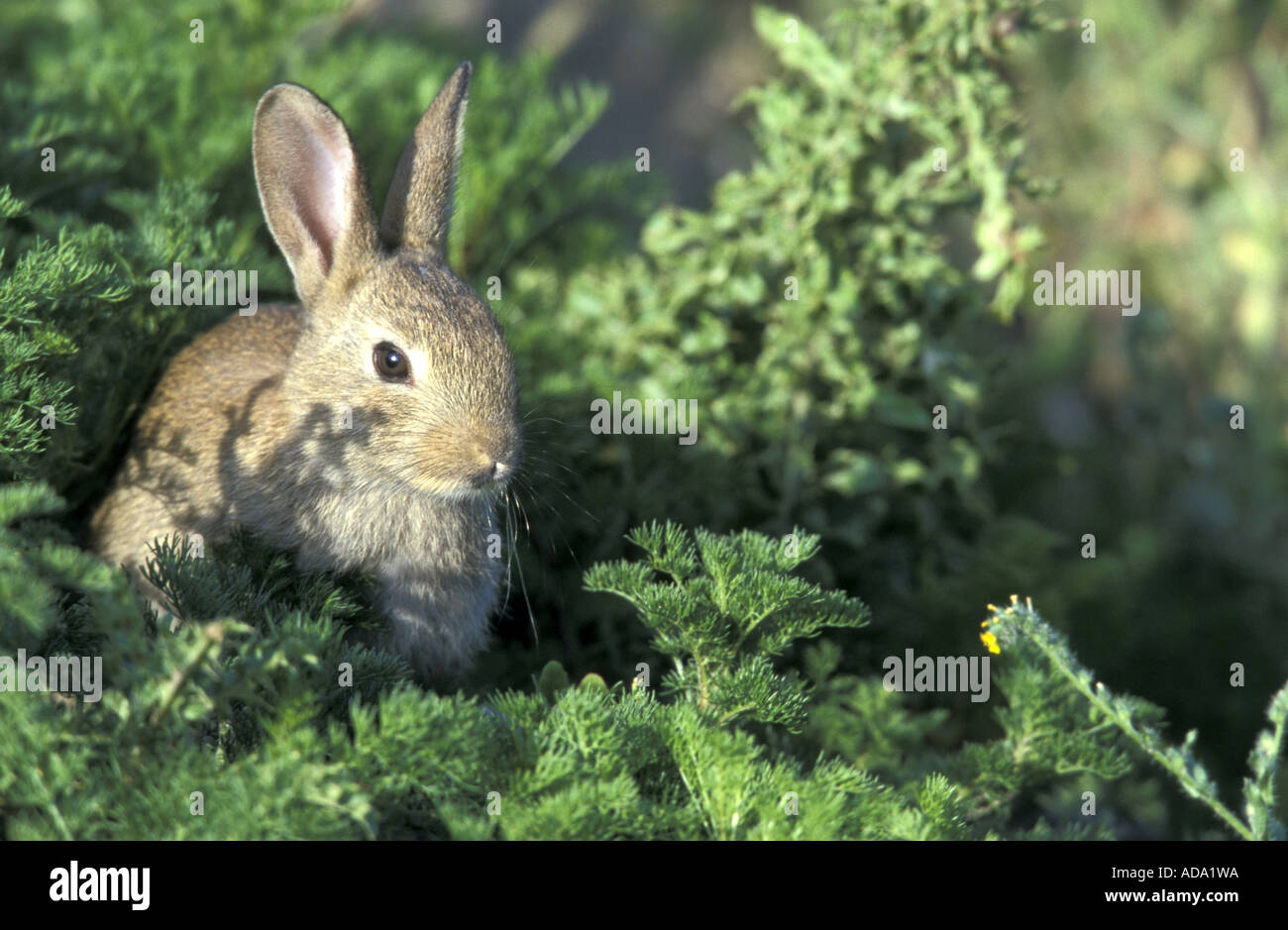 European rabbit (Oryctolagus cuniculus), portrait of a single animal ...