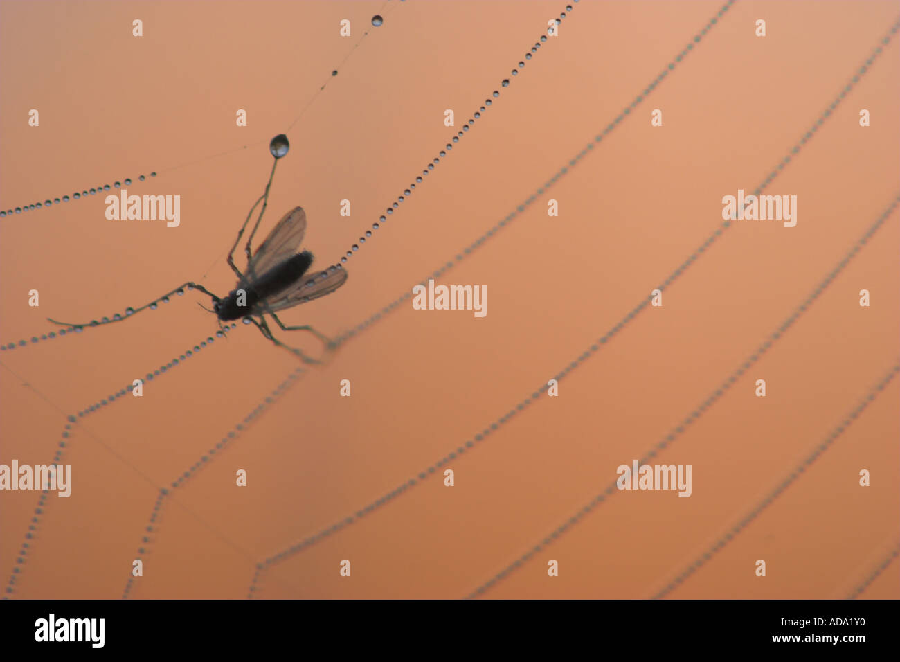 fly on spider web, Germany Stock Photo - Alamy
