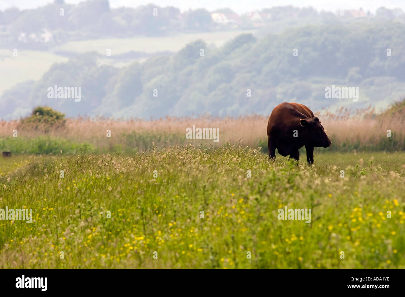 Bull in rolling hills of East Sussex UK Stock Photo - Alamy