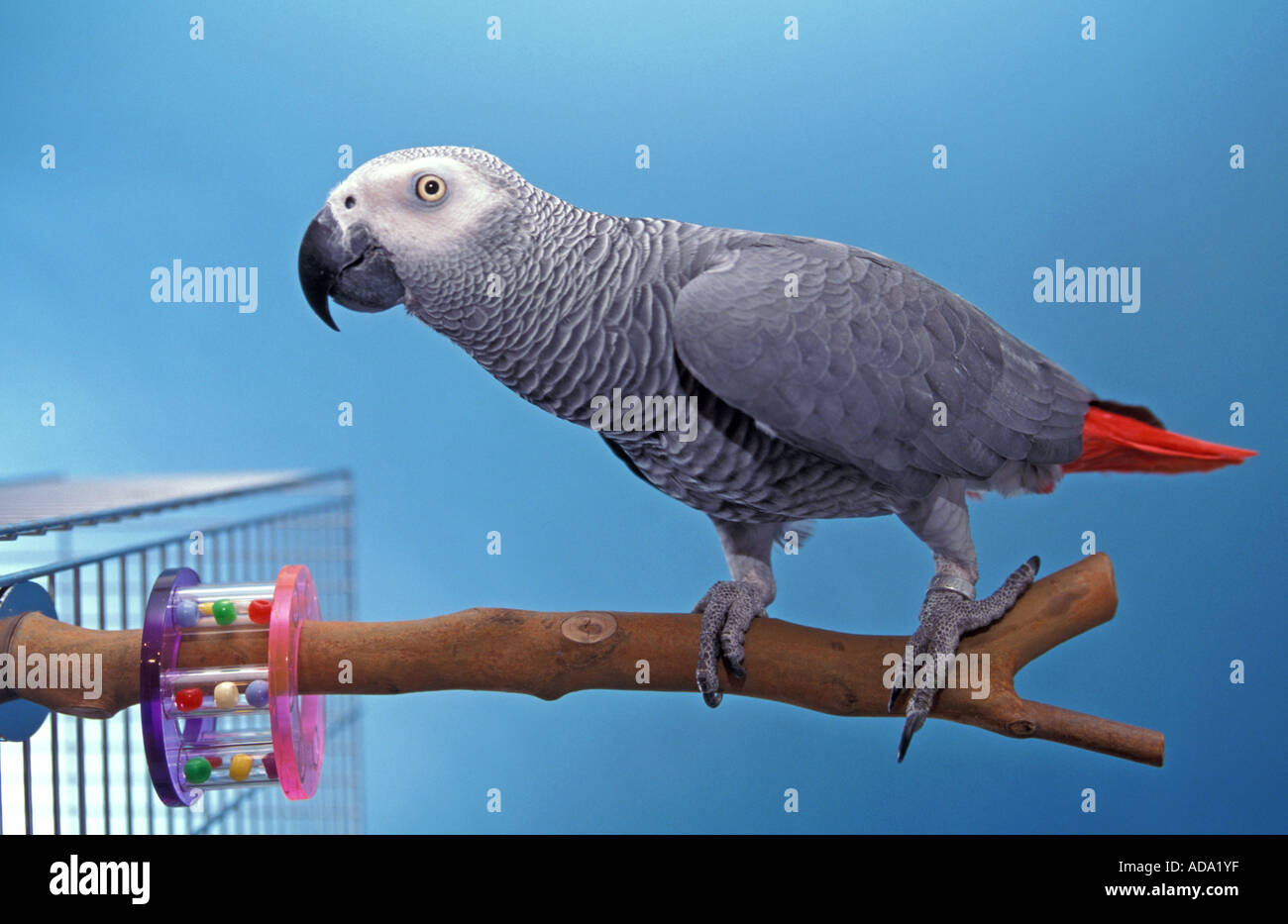 grey parrot (Psittacus erithacus), portrait of a single animal, sitting ...