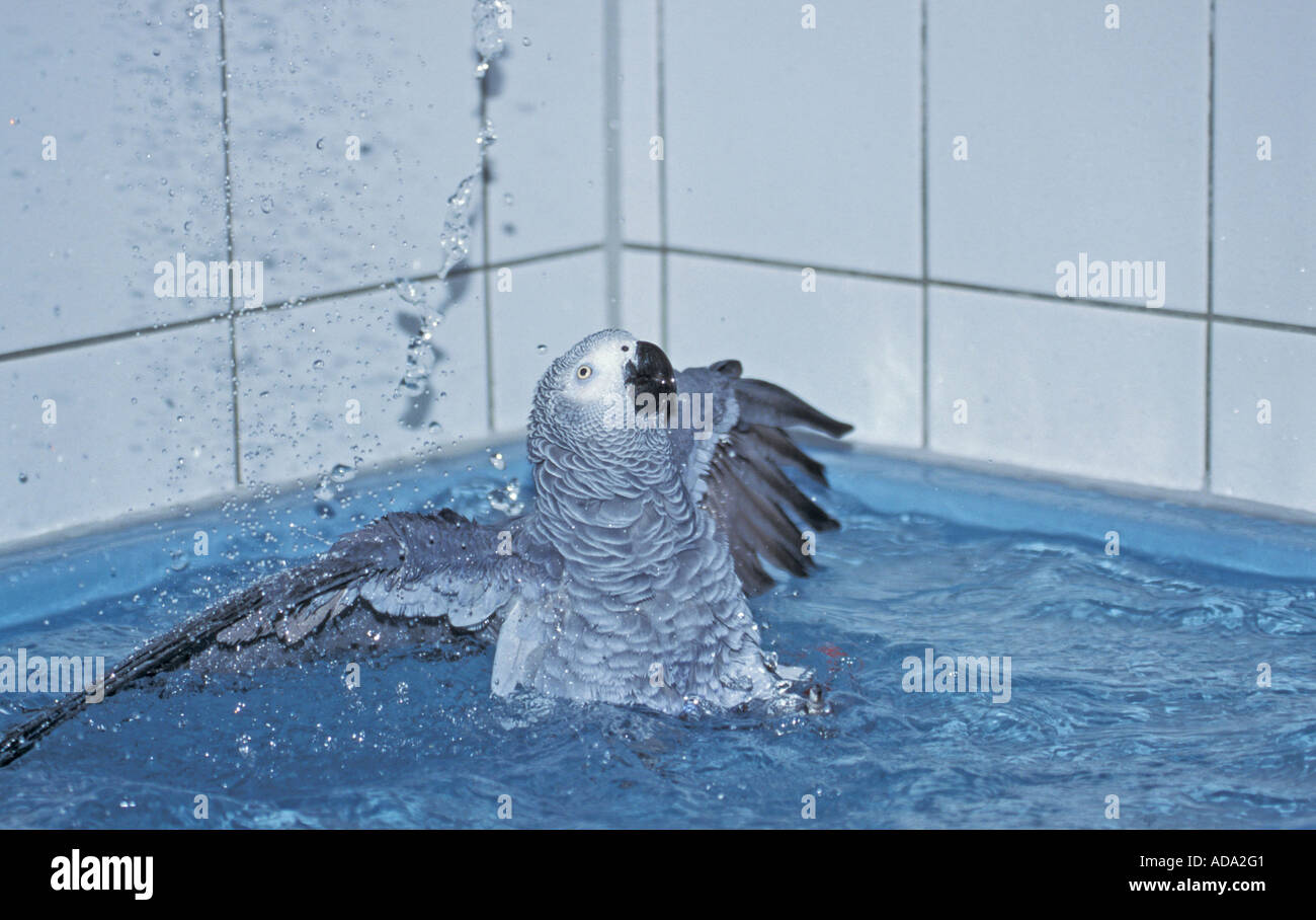 grey parrot (Psittacus erithacus), single animal, taking a bath Stock ...