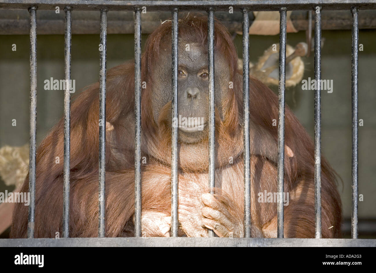 Sumatran orangutan (Pongo pygmaeus abelii), single male animal in a ...