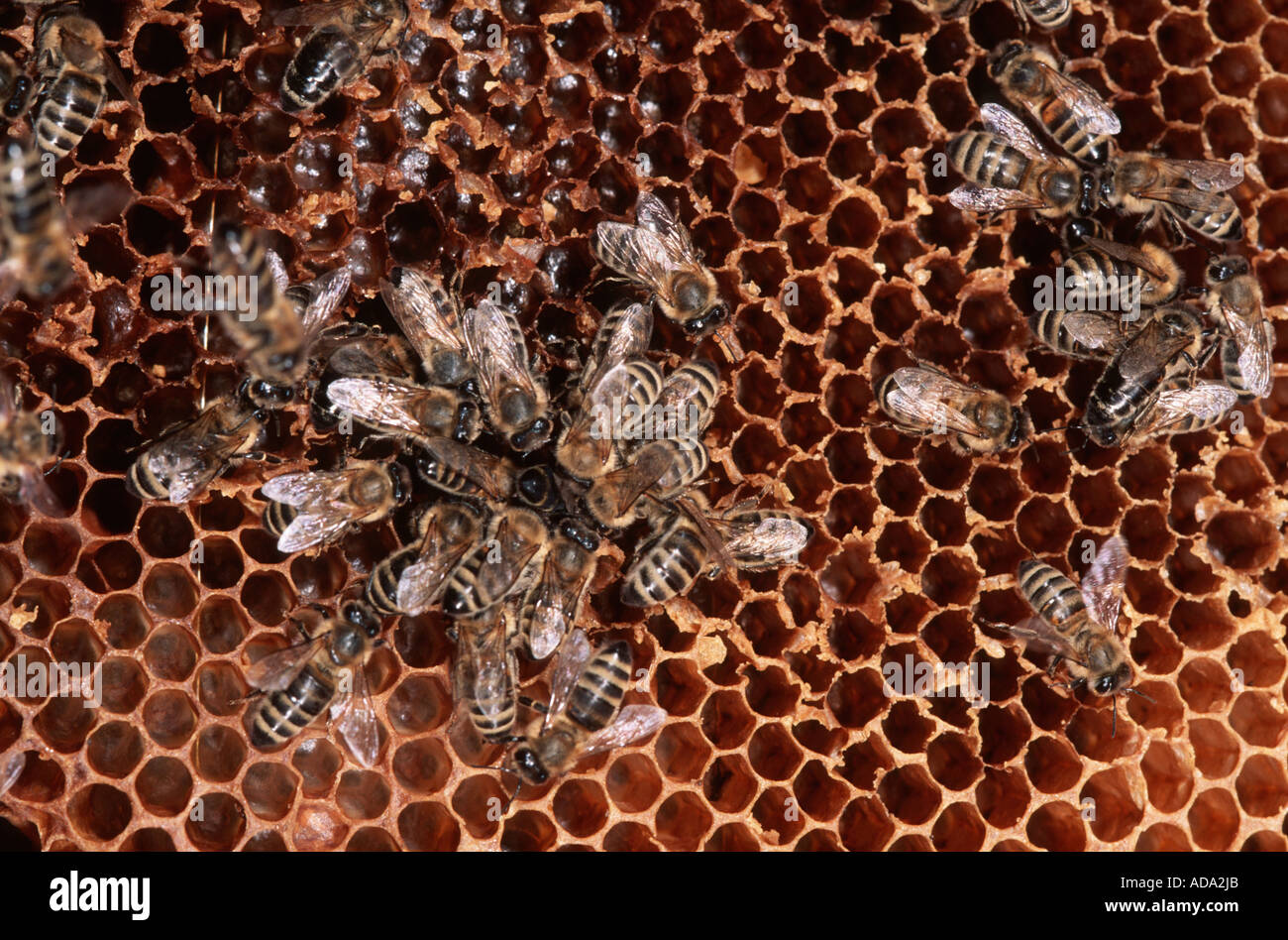 honey bee, hive bee (Apis mellifera mellifera), group of animals on ...