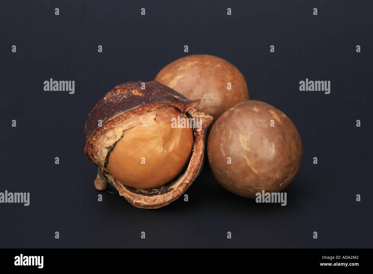 macadamia (Macadamia integrifolia), nut and nut in opening husk Stock ...