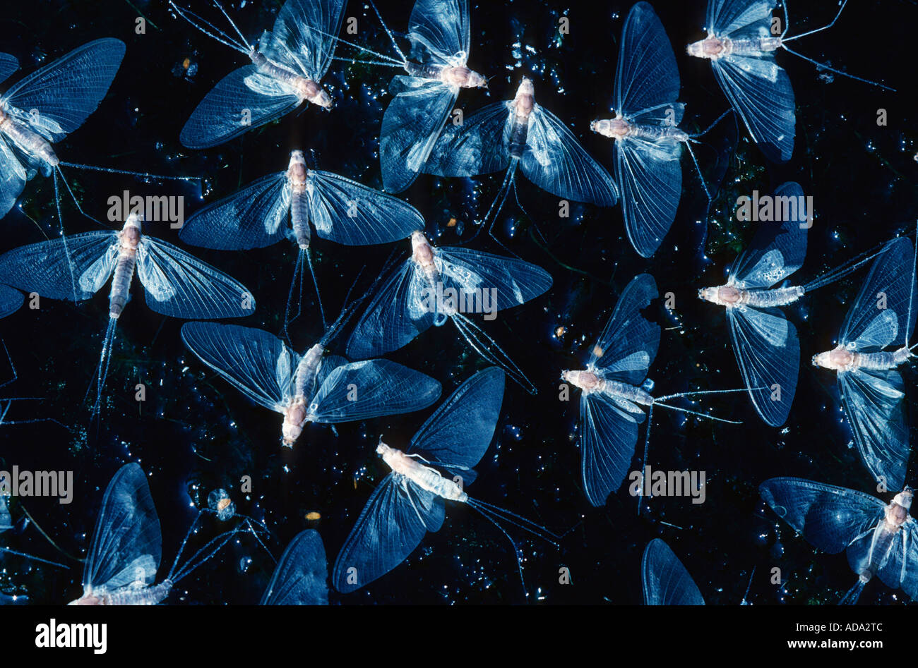 mayfly (Ephemera danica), mass mortality after legg deposition, cutout ...