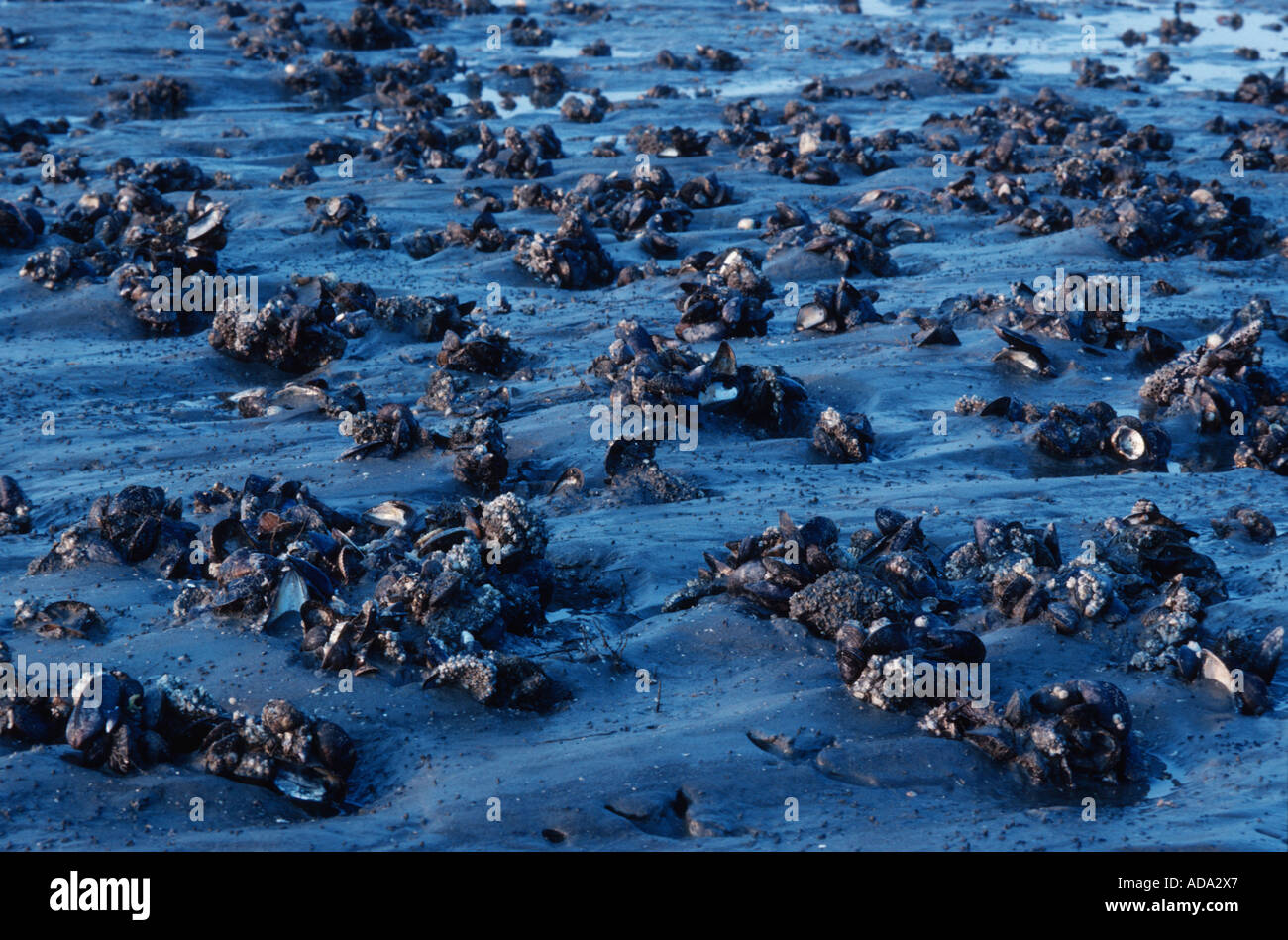 blue mussel, bay mussel, common mussel, common blue mussel (Mytilus ...