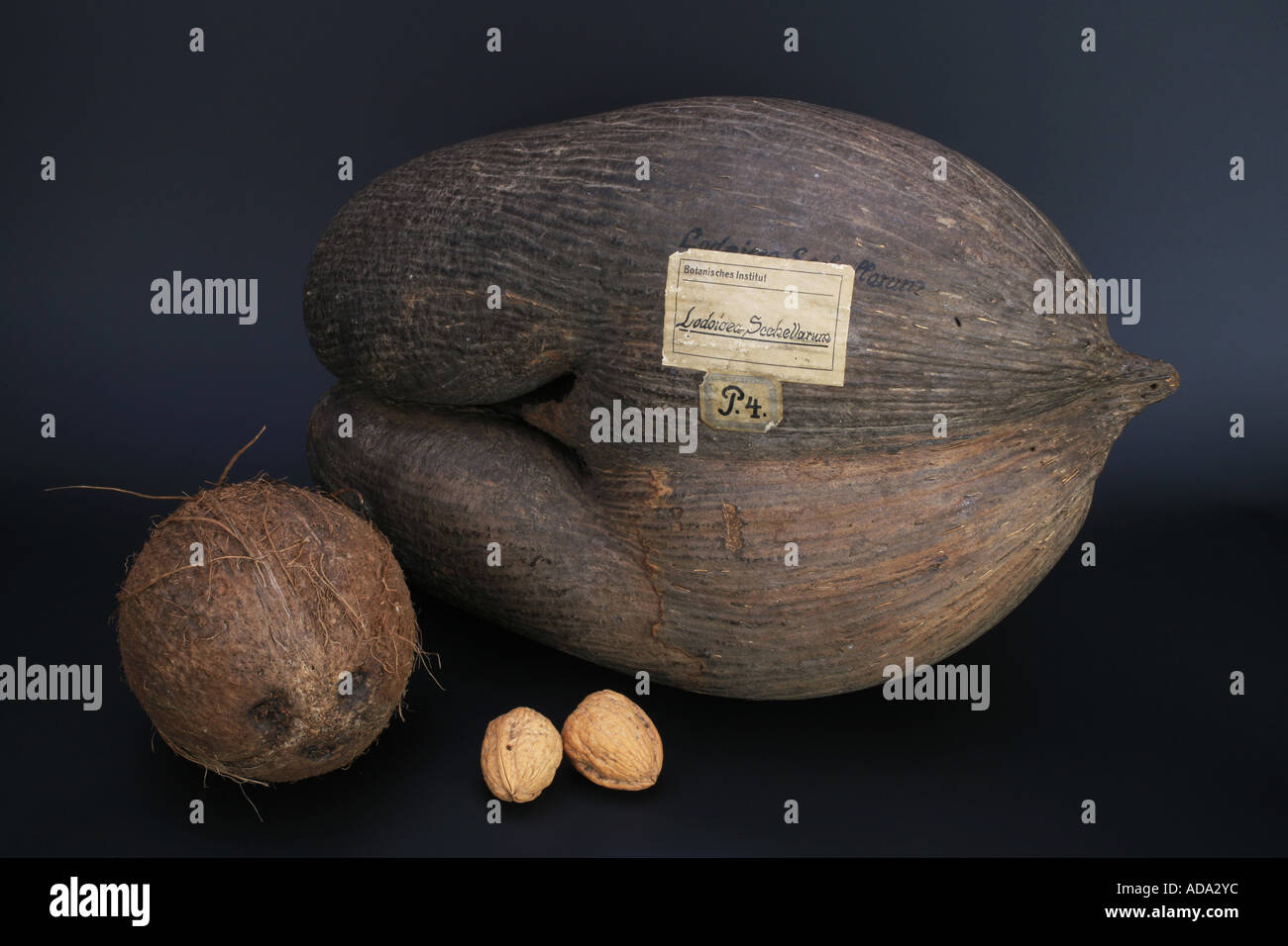 coco de mer, double coconut (Lodoicea maldivica), coc de mer with ...
