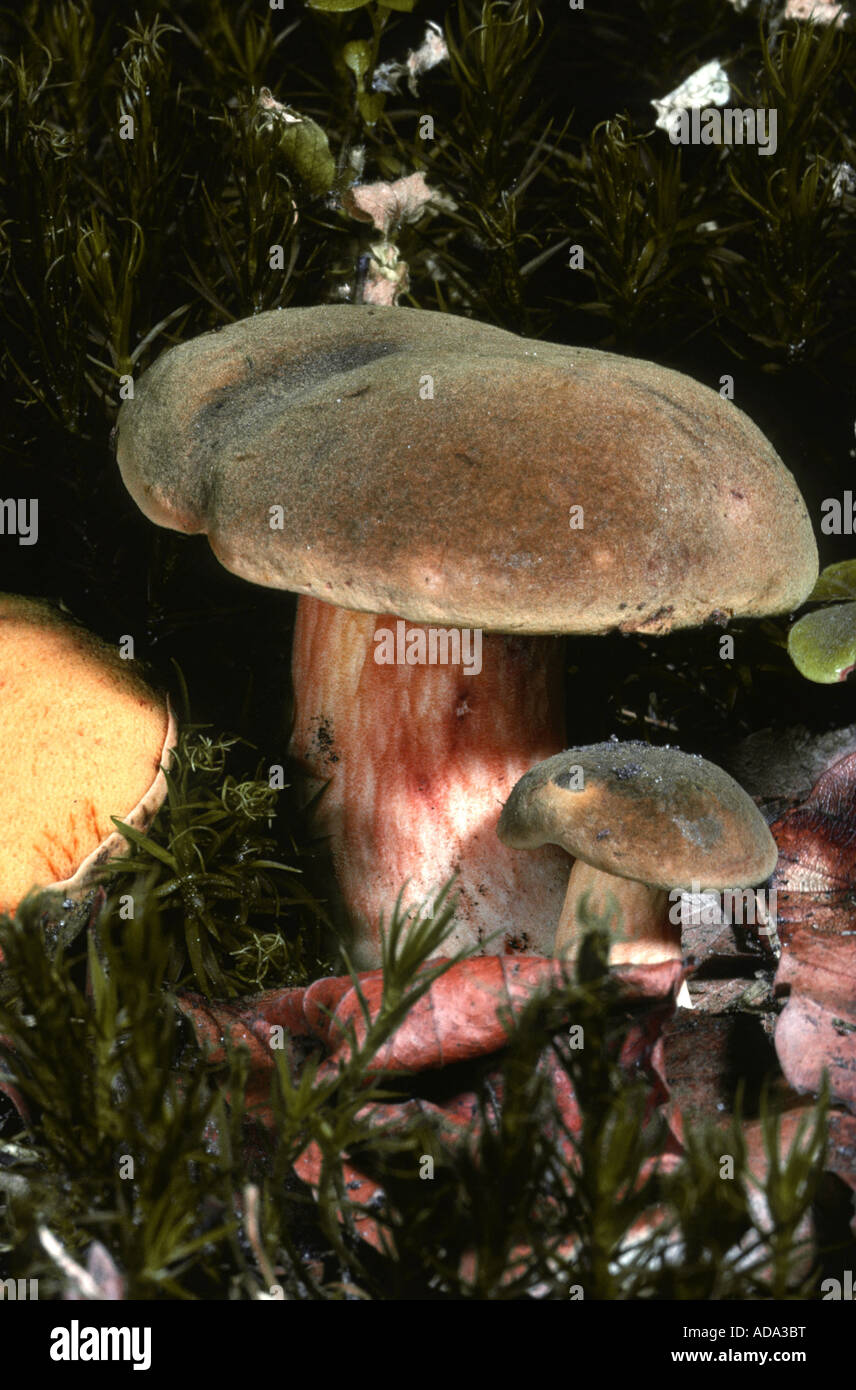 yellow-cracked bolete (Xerocomus subtomentosus), at forest soil Stock ...
