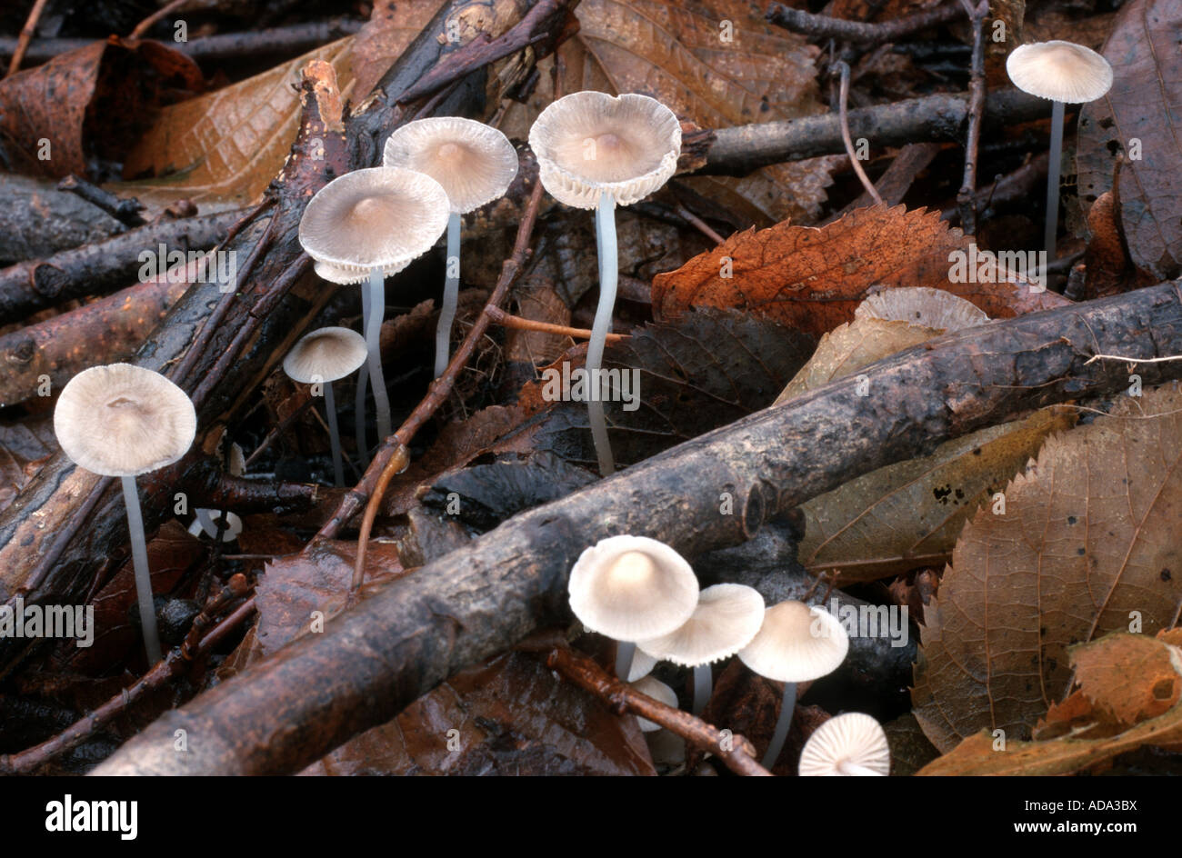 snapping bonnet (Mycena vitilis), on forest soil Stock Photo - Alamy