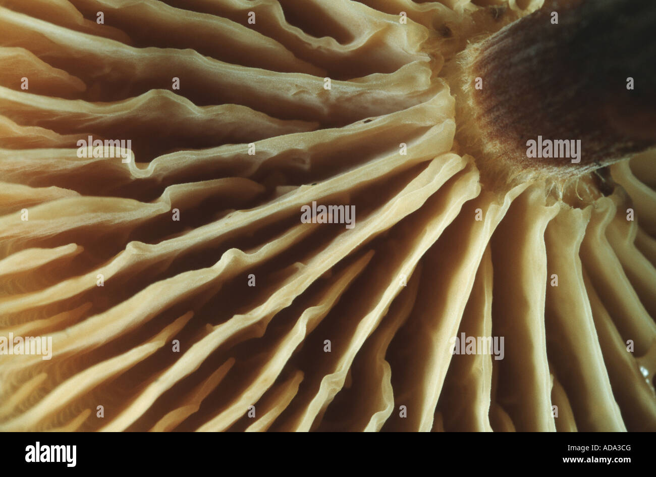 velvet shank (Flammulina velutipes), detail Stock Photo - Alamy