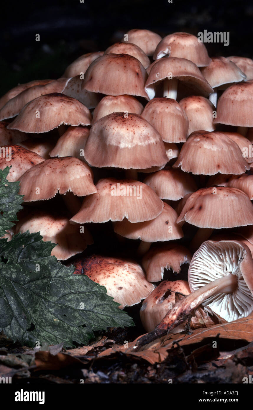 Spindle fungi hi-res stock photography and images - Alamy