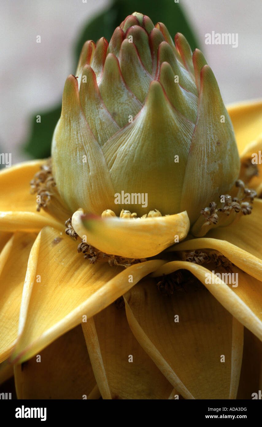 Golden Lotus Banana (Musella lasiocarpa, Musa lasiocarpa), inflorescene ...