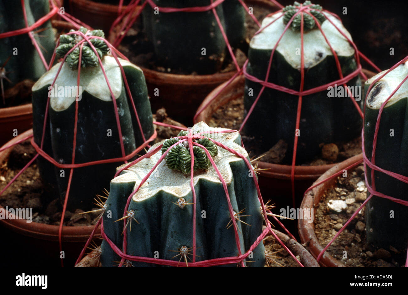 Euphorbias pots hi-res stock photography and images - Alamy