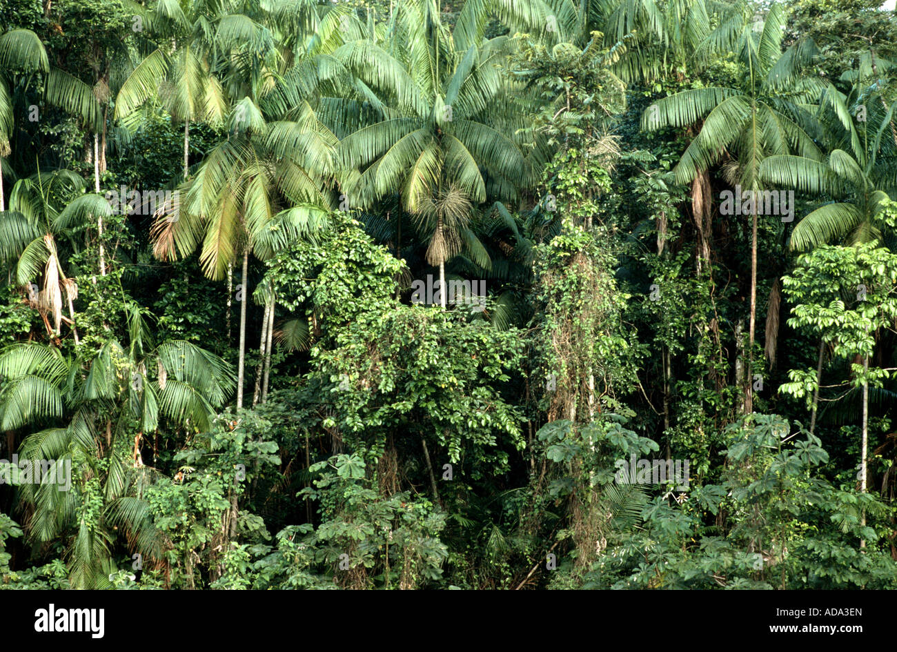 rainforest in French Guiana Stock Photo - Alamy