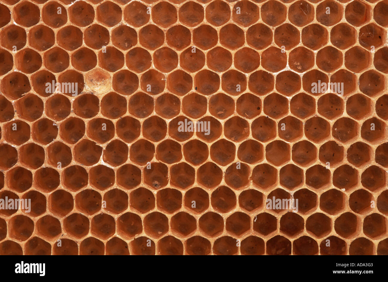 honey bee, hive bee (Apis mellifera mellifera), honey comb, cutout of ...