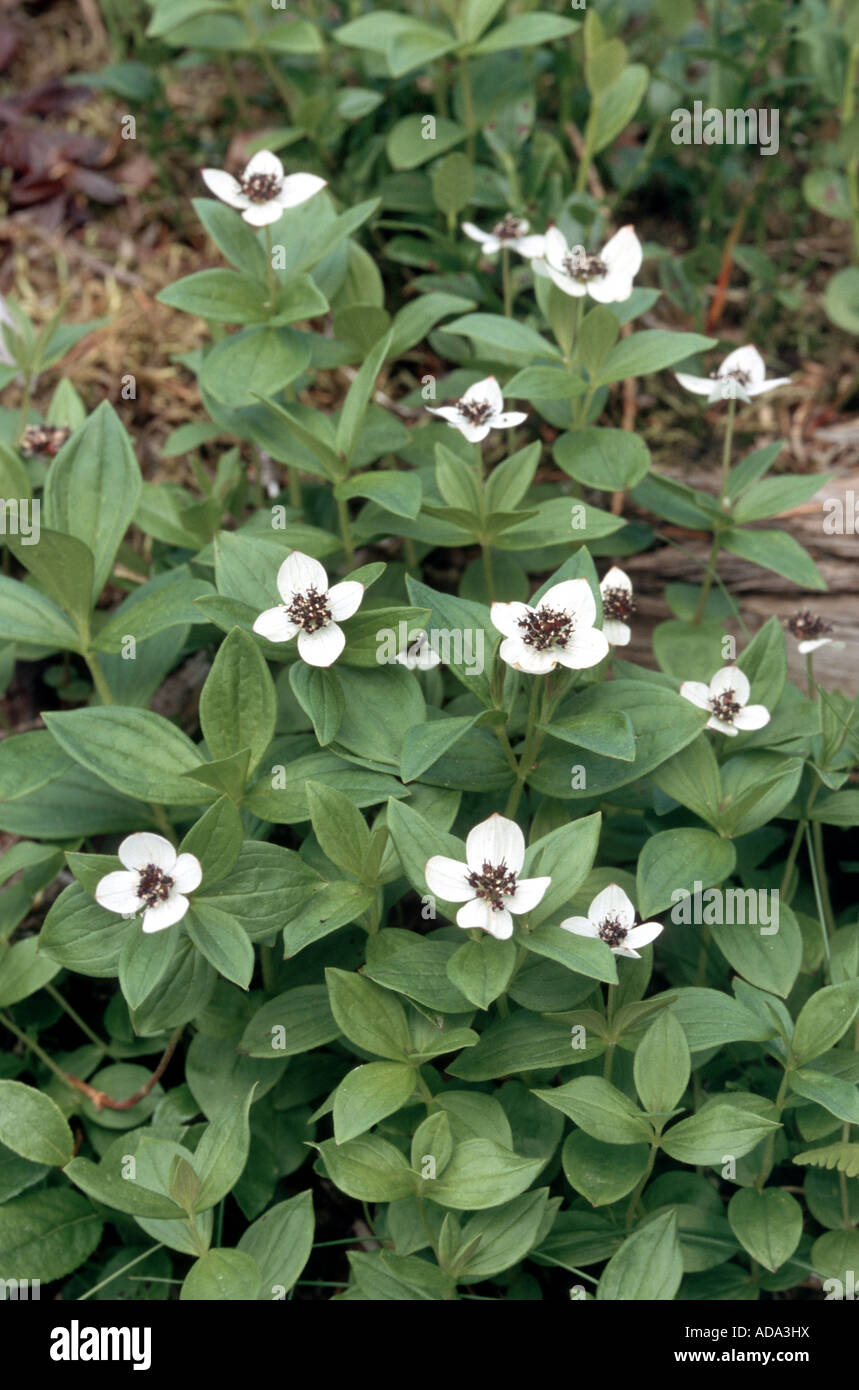 dwarf cornel, dogwood (Cornus suecica), blooming Stock Photo - Alamy