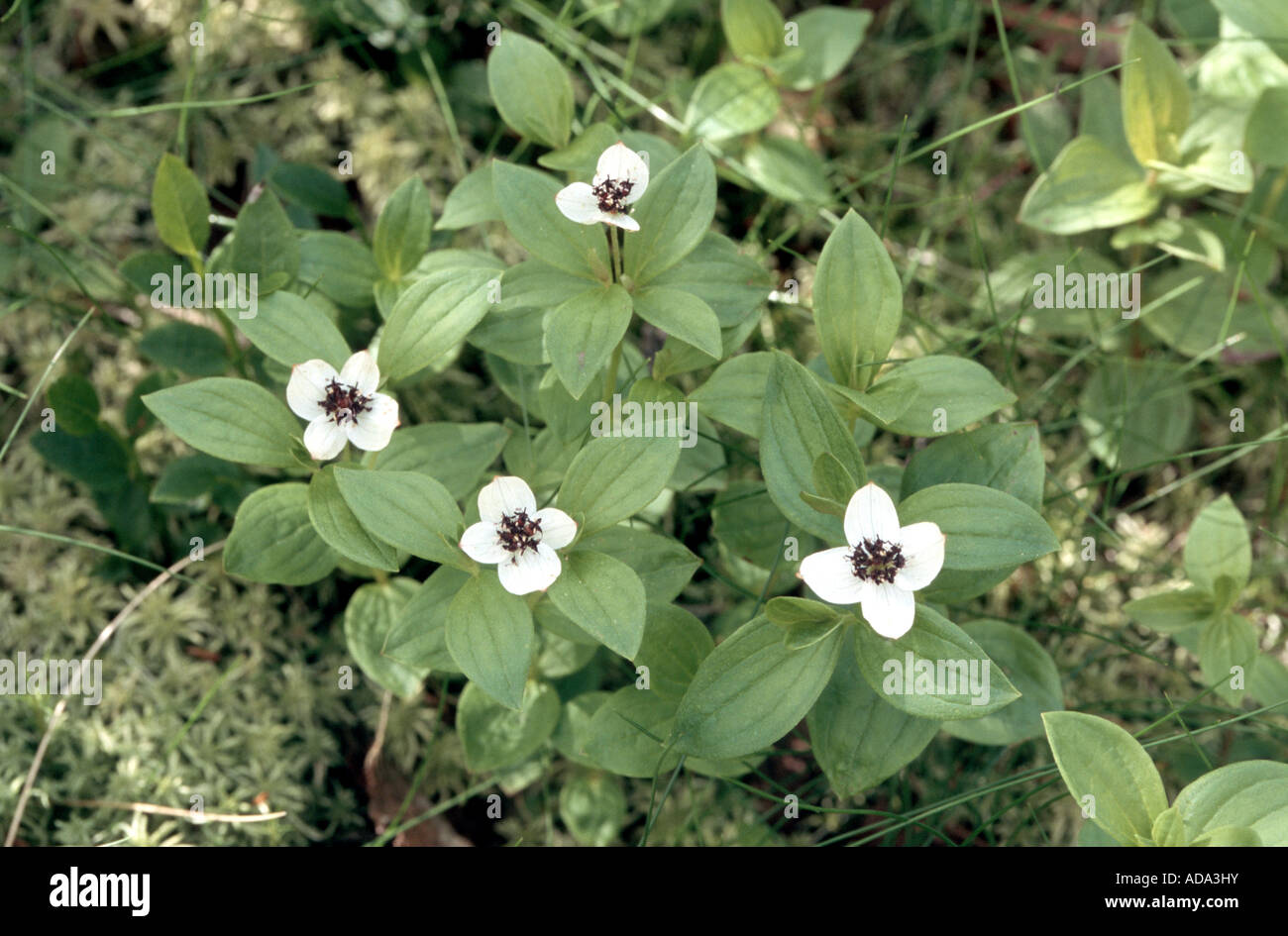 dwarf cornel, dogwood (Cornus suecica), blooming exemplars Stock Photo ...