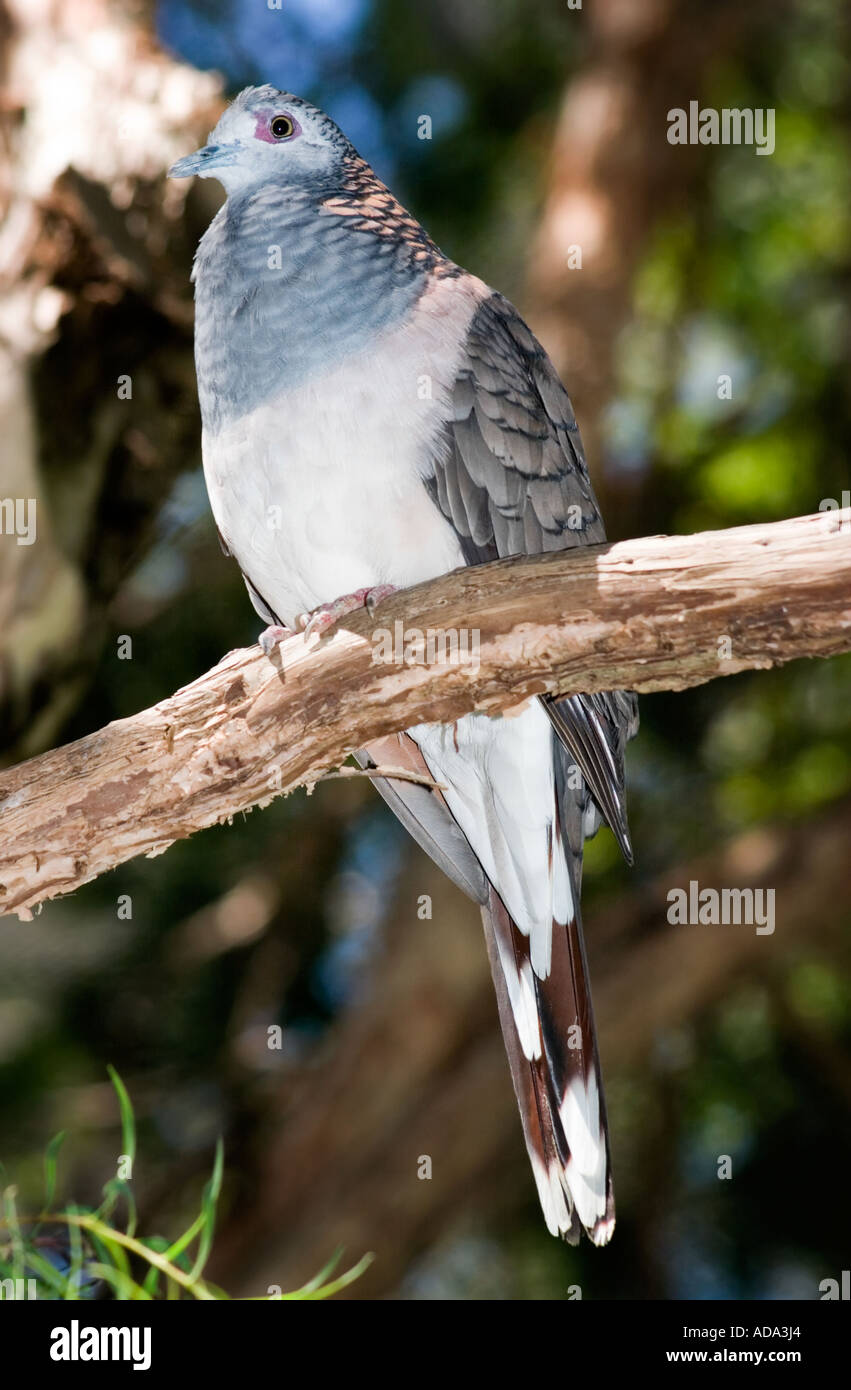 Bar shouldered dove (Geopelia humeralis Stock Photo - Alamy