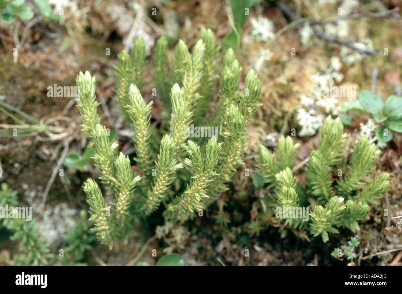 fir clubmoss (Huperzia selago, Lycopodium selago), plant with spores ...