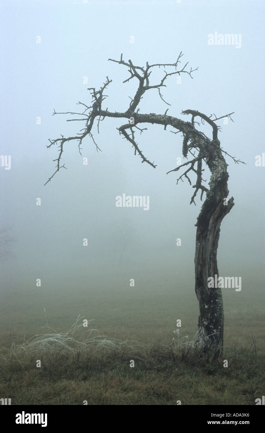 dead tree in mist, Germany, Saarland Stock Photo - Alamy