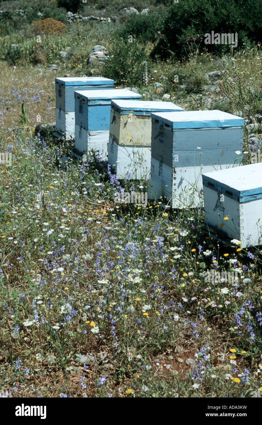 honey bee, hive bee (Apis mellifera mellifera), beehives on flowering ...