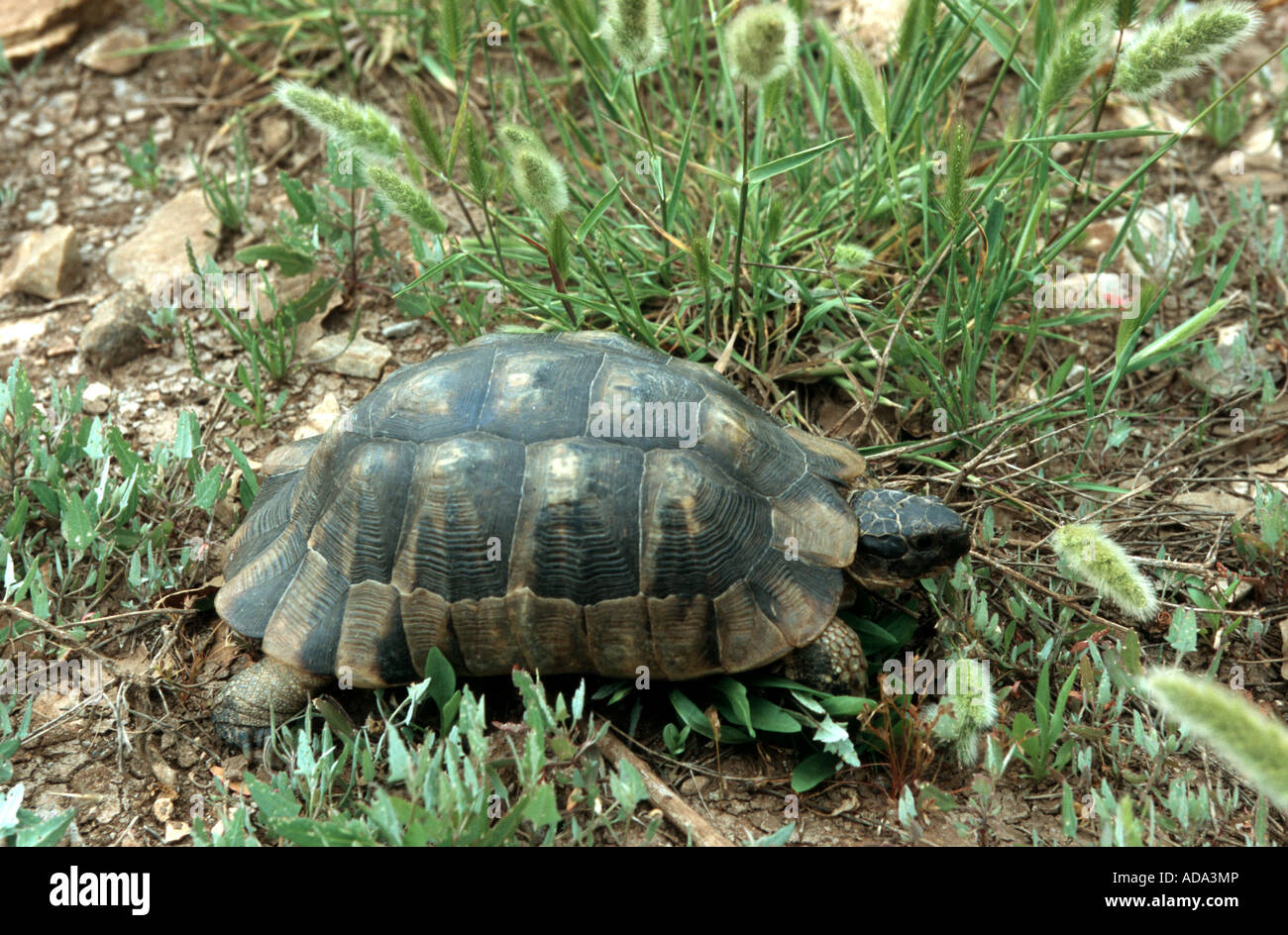 margined tortoise, marginated tortoise (Testudo marginata), single ...