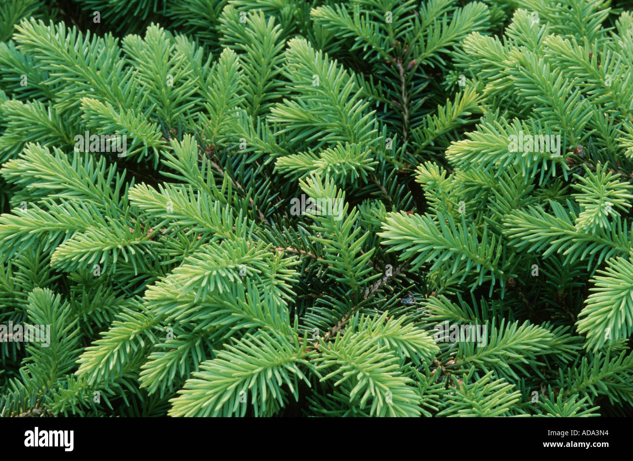 noble fir, red fir, white fir (Abies procera), sapling, Germany, North ...