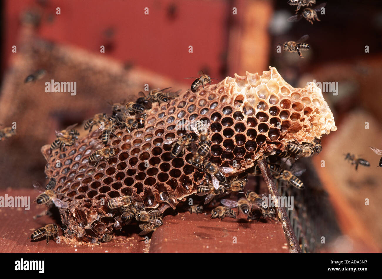 honey bee, hive bee (Apis mellifera mellifera), bees on a comb, Germany ...