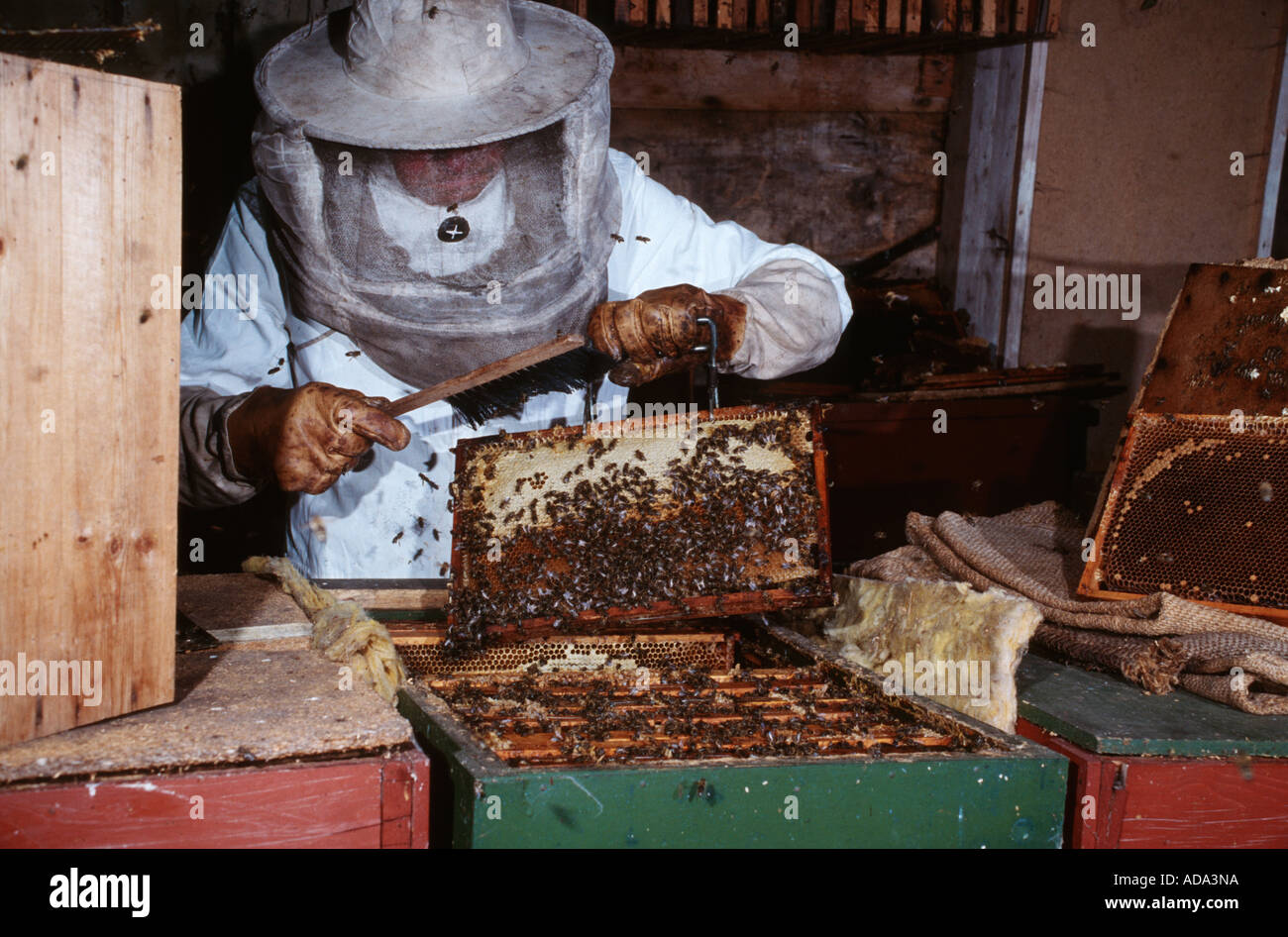 honey bee, hive bee (Apis mellifera mellifera), beemaster takes comb ...
