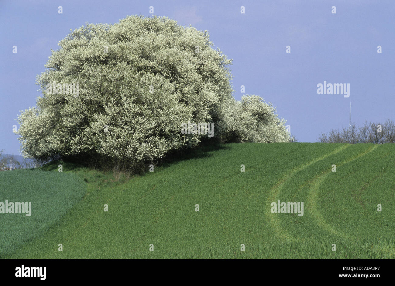 blackthorn, sloe (Prunus spinosa), hedge in cultural landscape, Germany ...