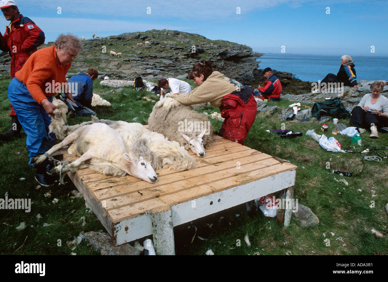 Social sheep hi-res stock photography and images - Alamy