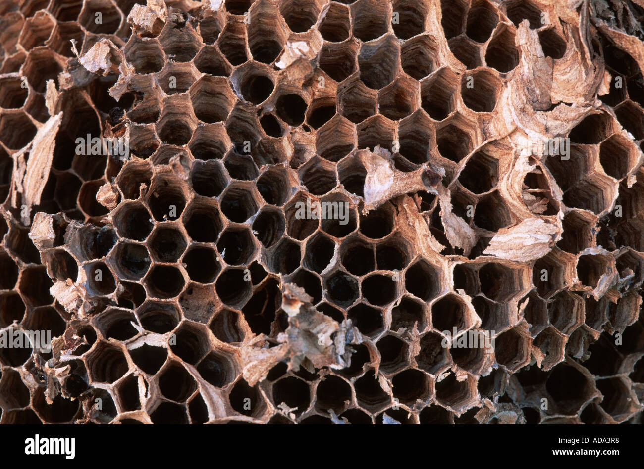 Hornet combs hi-res stock photography and images - Alamy