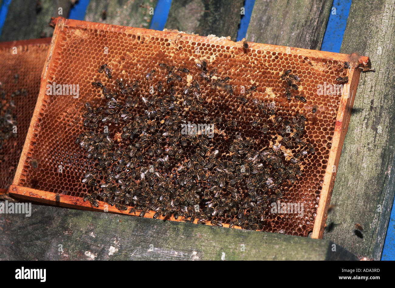 honey bee, hive bee (Apis mellifera mellifera), bees collectiong the ...